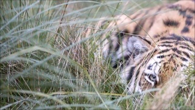 Спроси читателей Пришвинки. Зачем тигру нужны полоски.