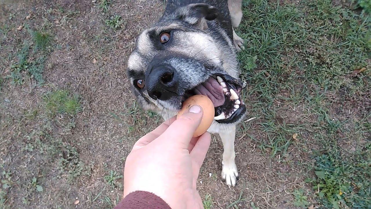 Дед Максим и яйцо