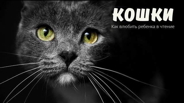 БУКТРЕЙЛЕР книжка ДЛЯ ВСЕХ, кто ВЛЮБЛЕН в кошек