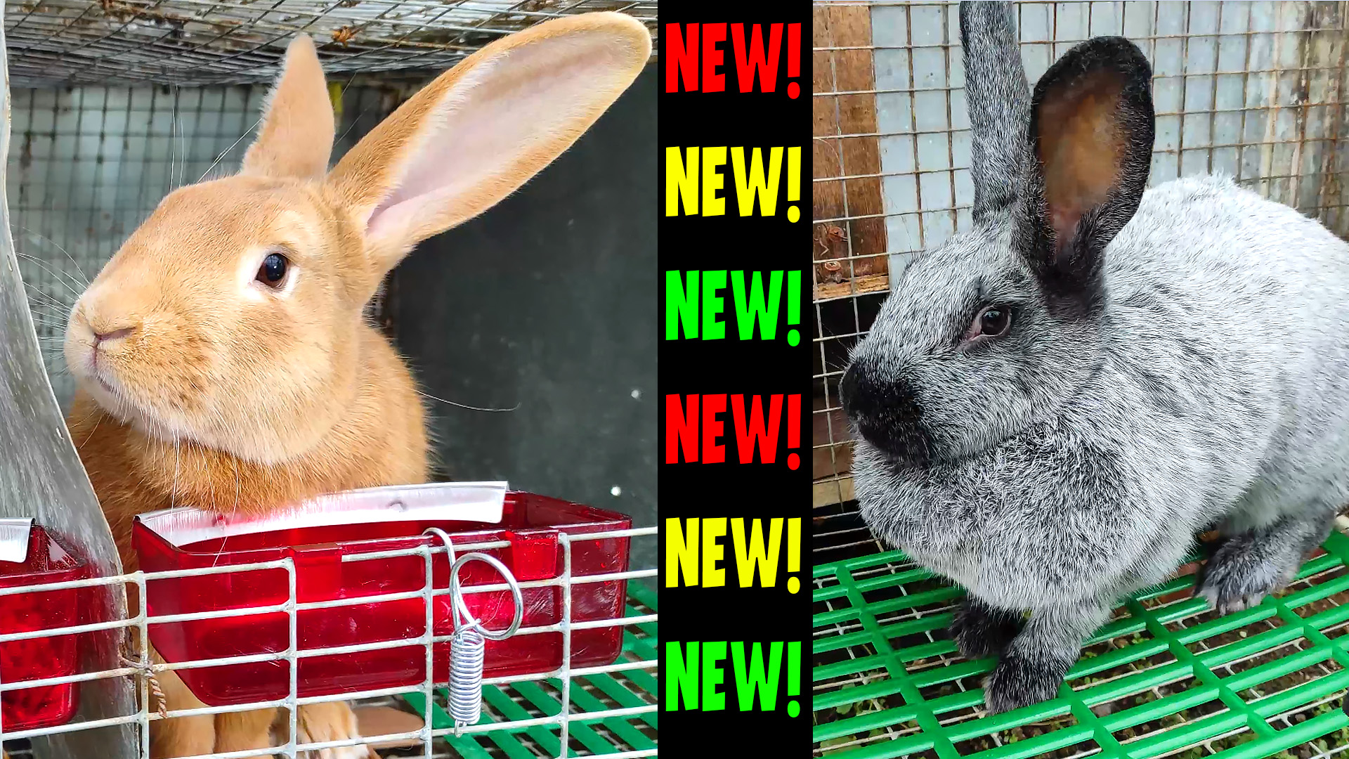 НОВЫЕ ПОРОДЫ КРОЛИКОВ: БУРГУНДСКАЯ И СЕРЕБРО