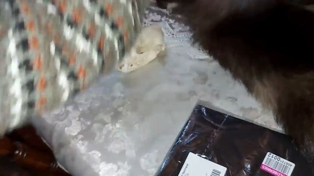 НЕОБЫЧНЫЕ ДАРЫ. ИНГА ХОСРОЕВА.