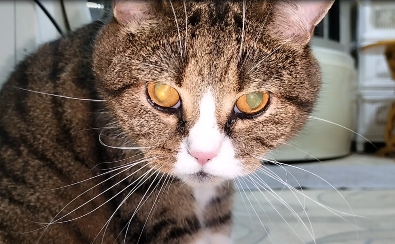 Британский кот умывается - злой как собака!