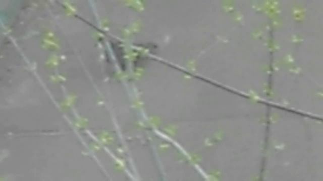 Вена. Почки распускаются. Голубь прогуливается 56468 DSCN5263