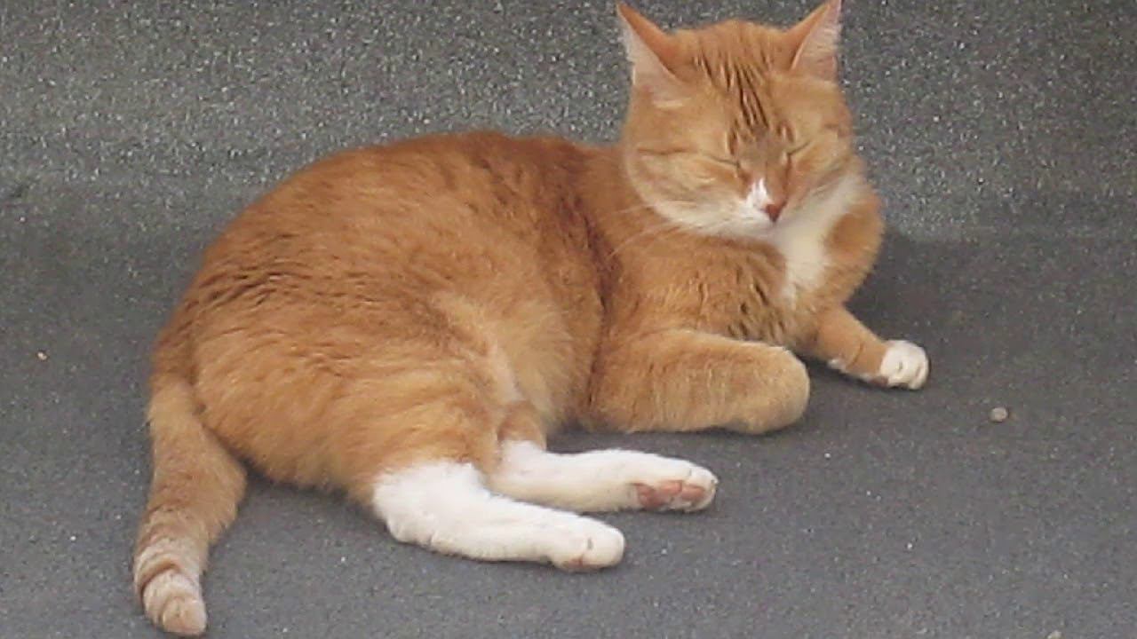 Рыжик на козырьке дышит свежим воздухом