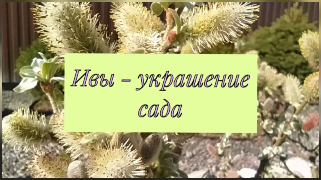 Ивы - украшение сада.