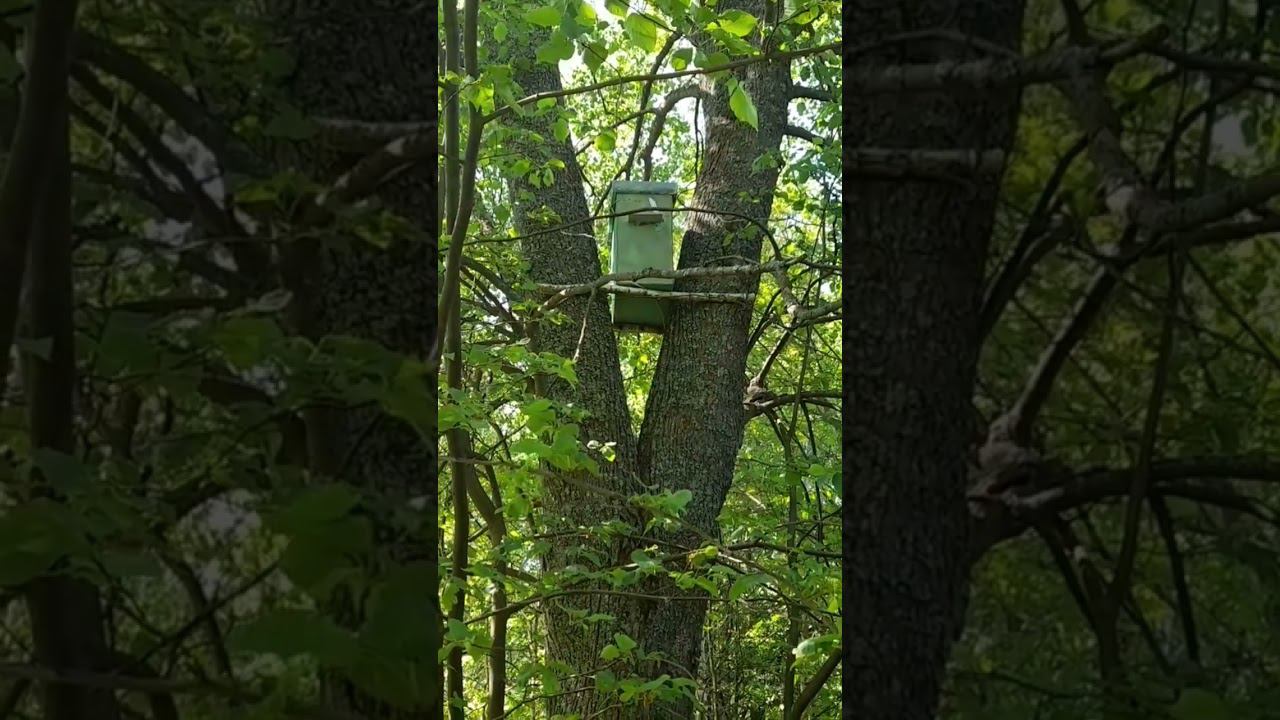 Ловушка на пчёл №2. 1 июня 2024 г. #Пчёлы