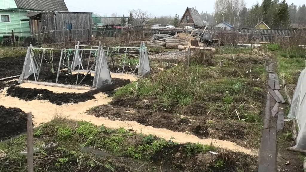 18 05 2022г. делаем грядки,сею огурцы., рассада.