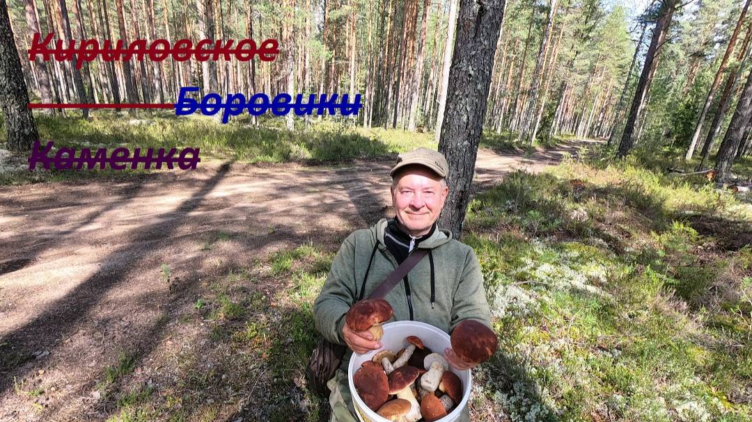 Лес не отпускает и снова манит к себе. Белых грибов много, но грибников больше.