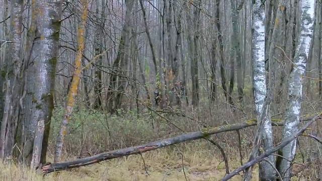 В Смоленской области раненого журавля спасли от неминуемой гибели