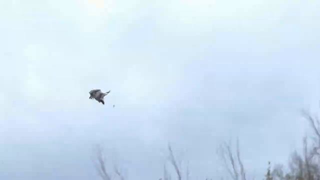 охота на куропатку 2021 (1).mp4