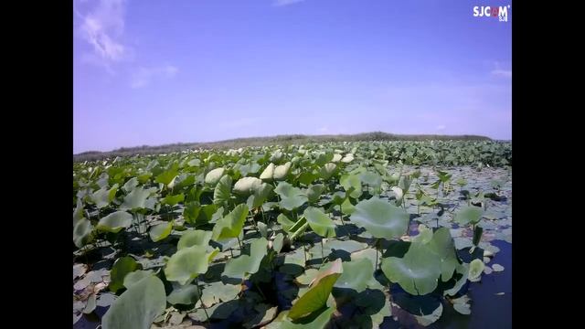 ТЕМРЮК. Атамань. Лотосы.