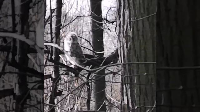 кане-корсо, сова в лесу