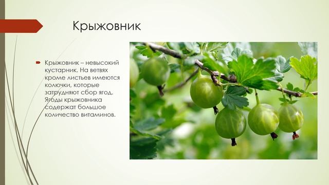 Культурные кустарники природоведение 6 кл.mp4