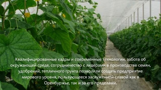 Экоферма «Кушкульские теплицы»