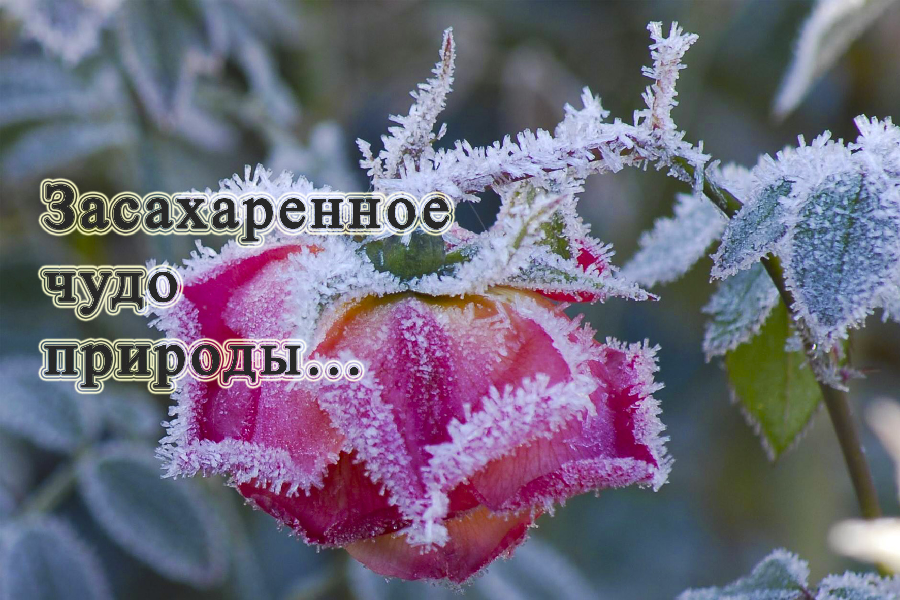 Засахаренное чудо природы...