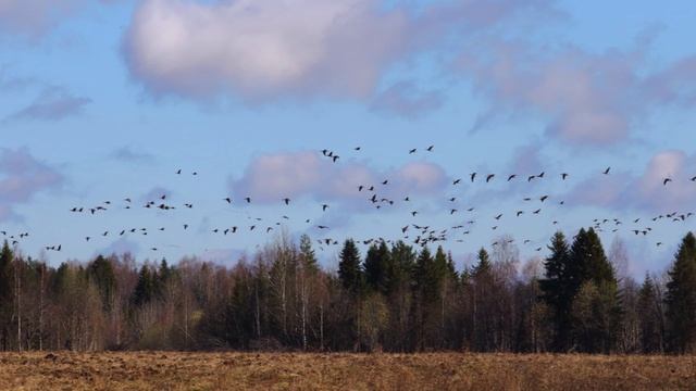 "ВЕСЕННЕЕ СЕРДЦЕБИЕНИЕ"... (Фото Андрея Назарова (Вельск), музыка Василия Кочнева (Vasim))