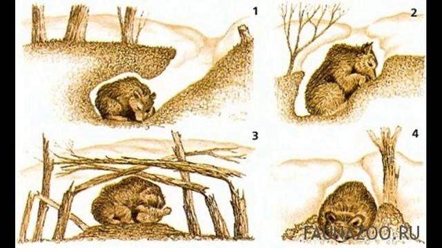 1. Зимовка зверей - медведь