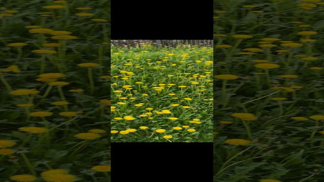 Лето 2024 море Одуванчиков