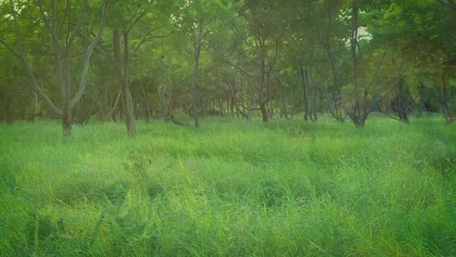 Музыка на успокоение эмоций, восстановление нервной системы, внутреннее умиротворение.