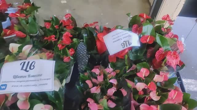 Цветы Вместе 4 июля 2020 г. приемка груза из #Амстердама