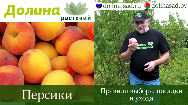 Морозоустойчивые САЖЕНЦЫ ПЕРСИКОВ И АБРИКОСОВ для климата России и Беларуси