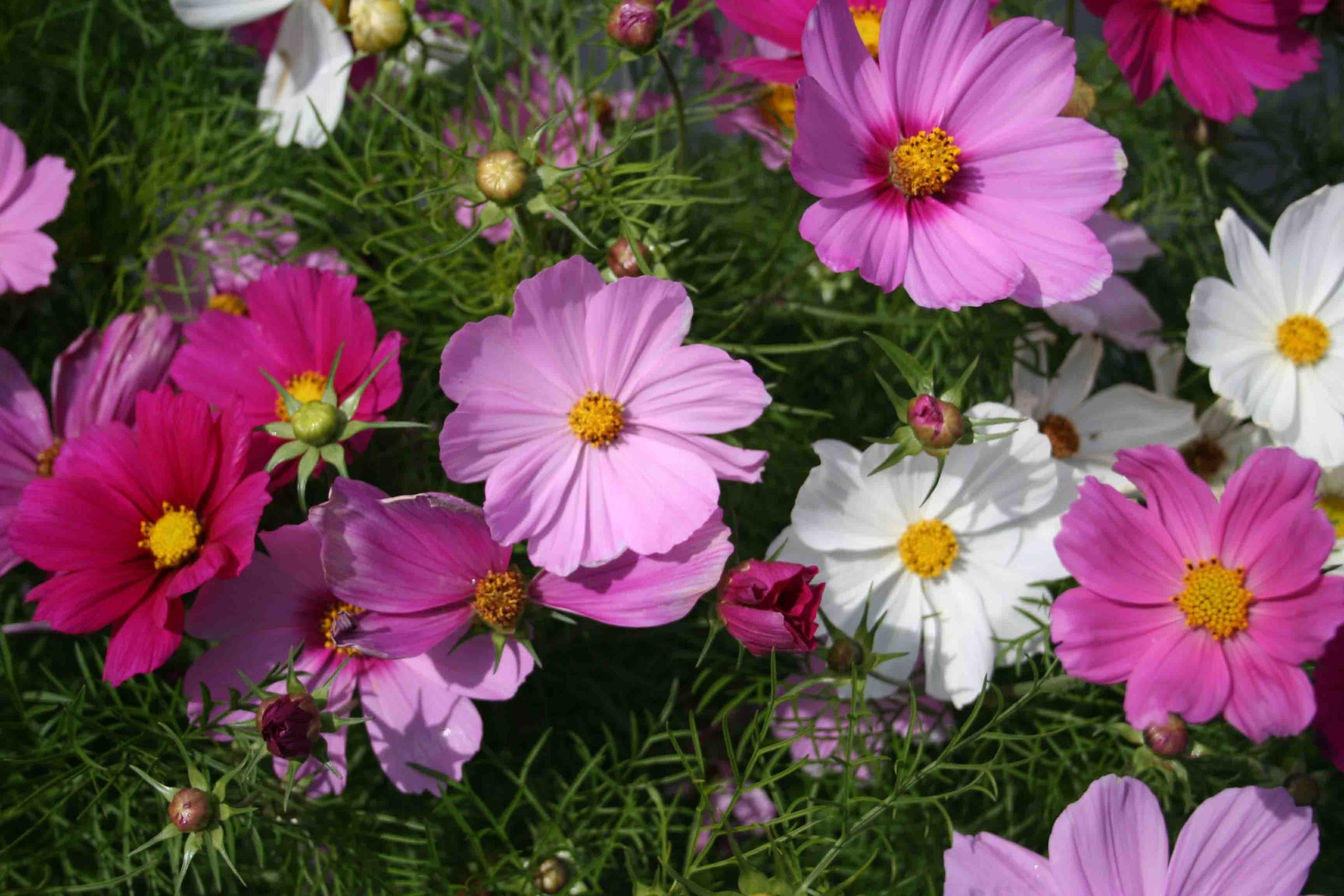 Космея РЕЛАКС АРТ-ТЕРАПИЯ ИМПРОВИЗАЦИЯ композитор Виктор Анохин #музыка #piano #instrumental #цветы