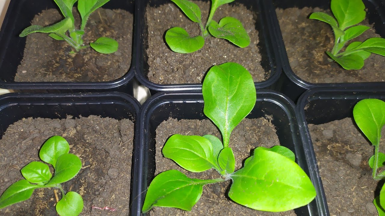 Пересадка петунии