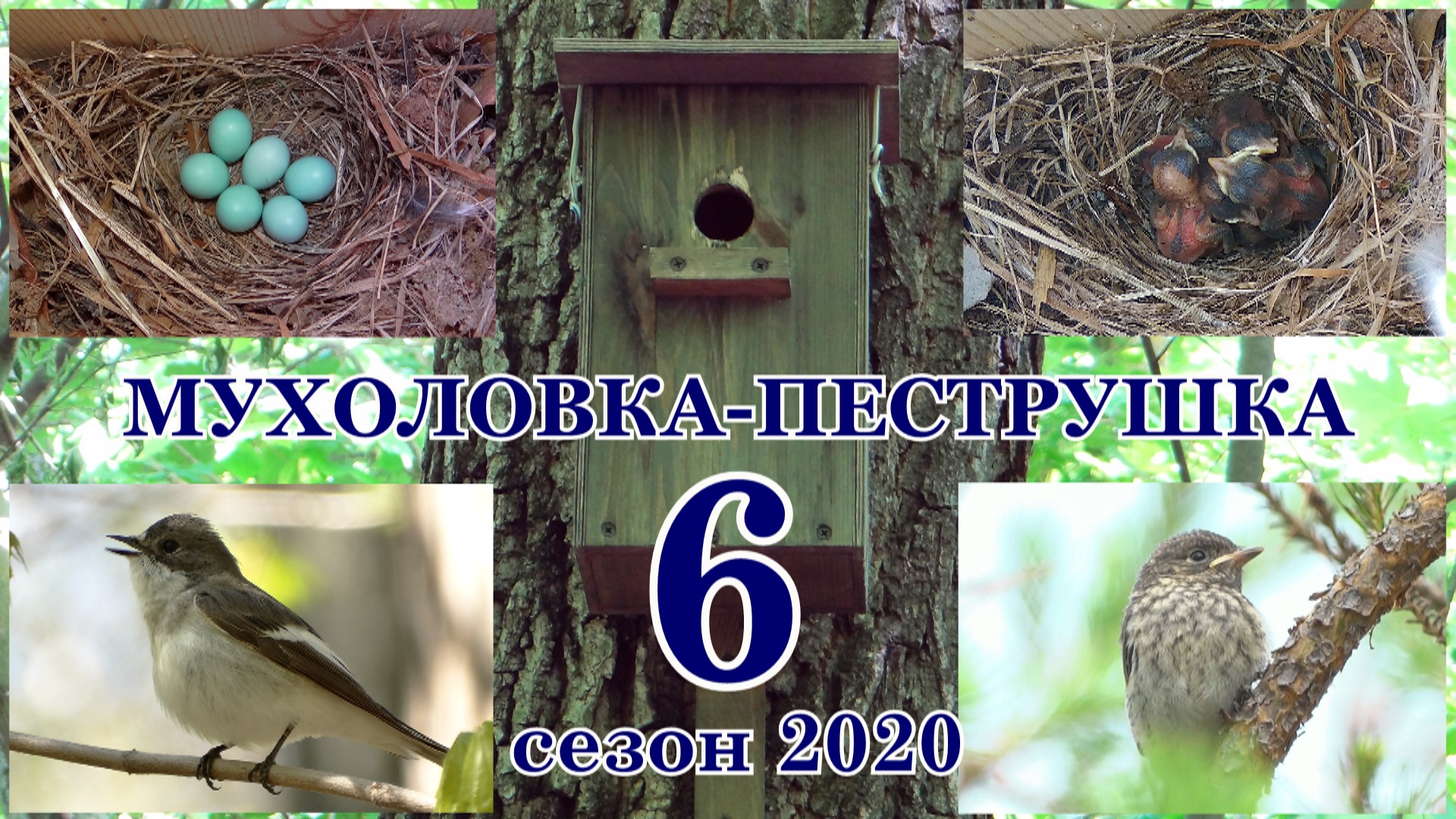 От гнезда до птенца. Хроника событий. Мухоловка-пеструшка. (Ficedula hypoleuca) 6 серия. Сезон 2020