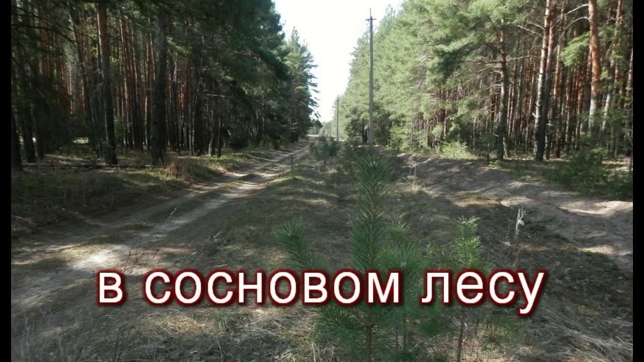 с женою по лесу гуляем