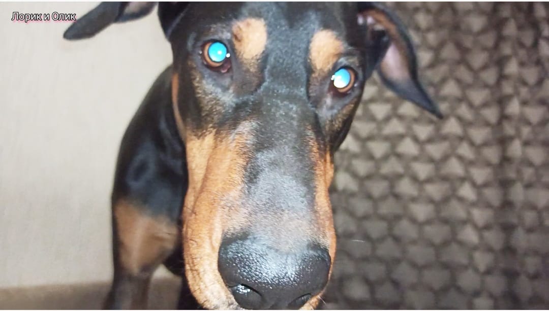 Выходные у Добермана Лорда.