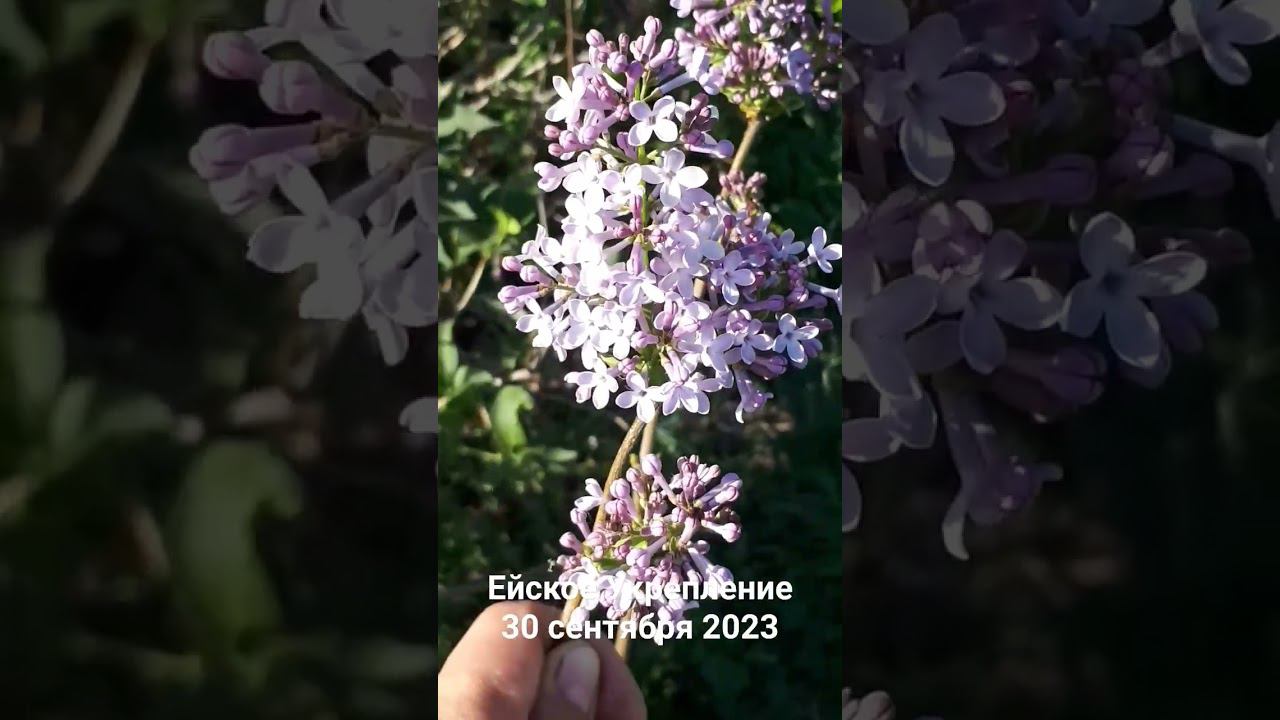 Сад-огород, Ейское укрепление