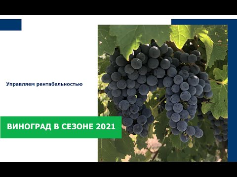 Виноград в сезоне 2021/Выращивание винограда/Сорта винограда и условия выращивания винограда