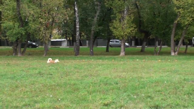 Чемпионат России Фристайл Маша и Несси.mp4