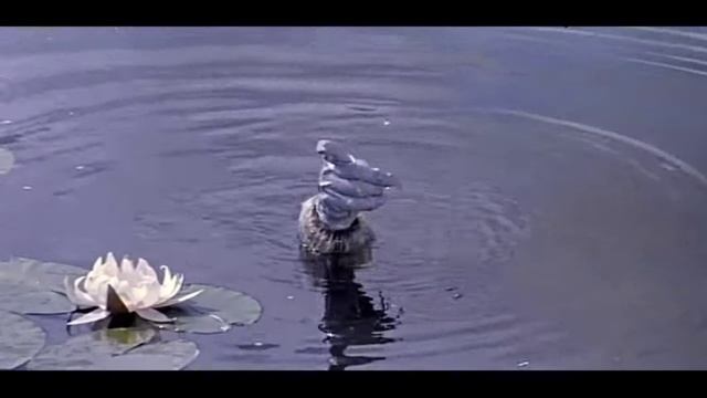 Должок 5 сек.mp4