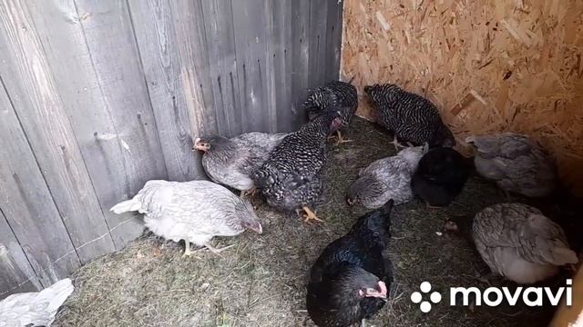 Утепляем курятник.