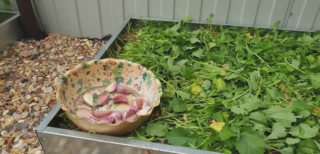 озимый чеснок комсомолец