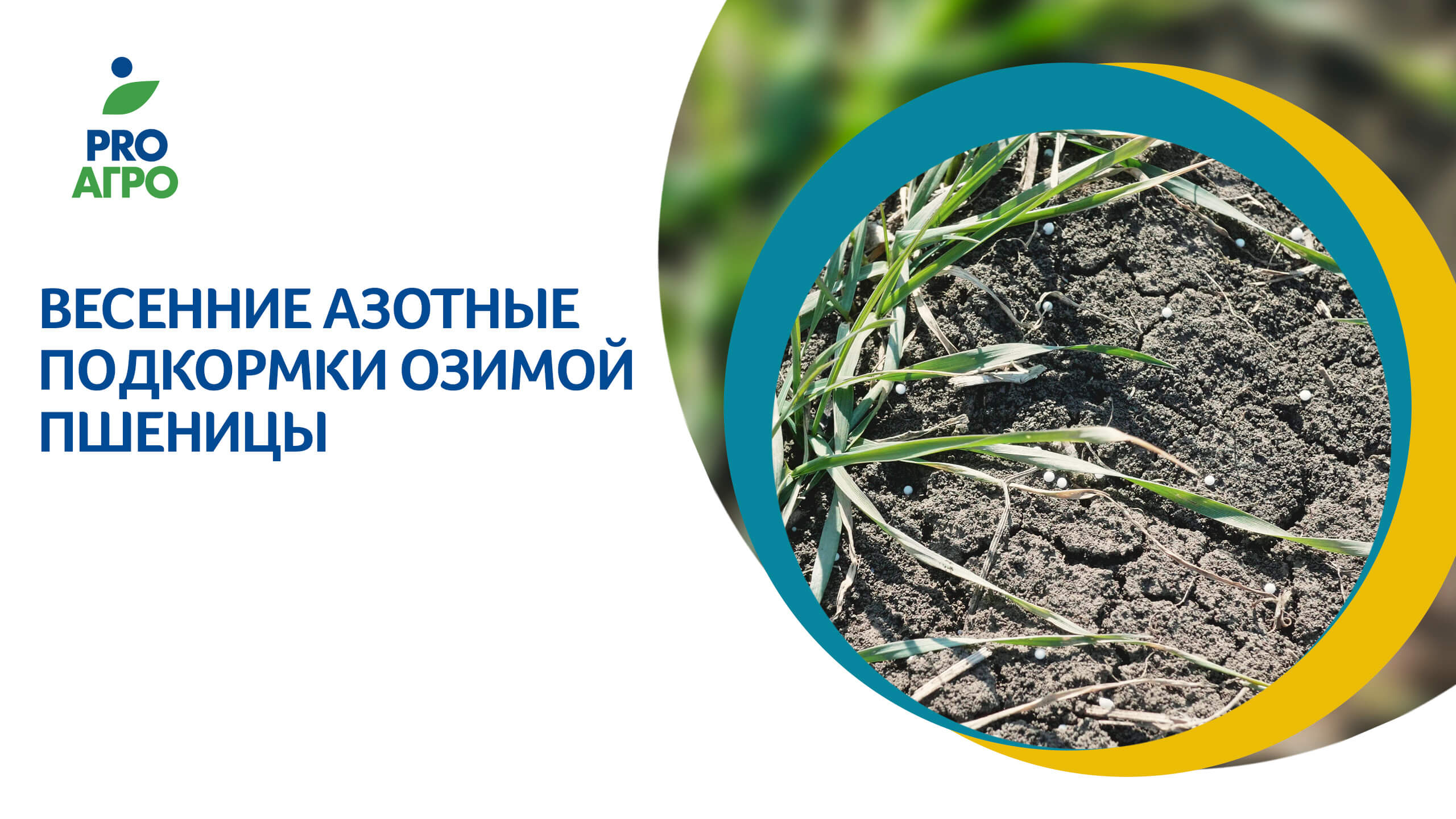 Весенние азотные подкормки озимой пшеницы