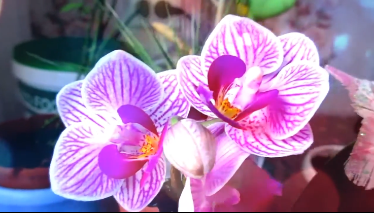 Мини орхидея в воде Sogo Vivien вариегатный, красоткаMini Orchid variegated, beauty.mp4