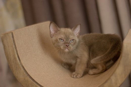 Бурманский шоколадный окрас