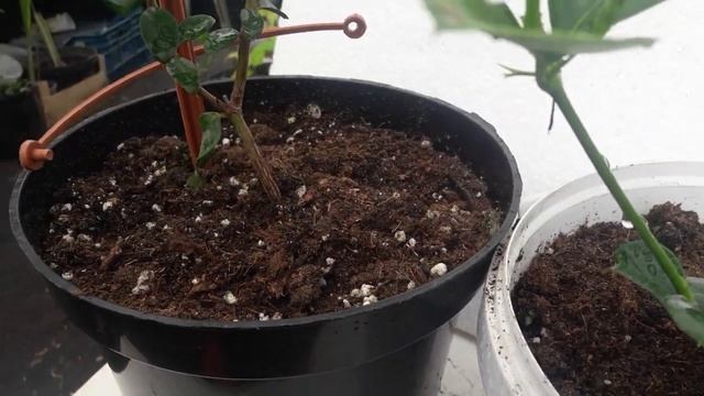 Карисса или ягодичная слива, размножение.