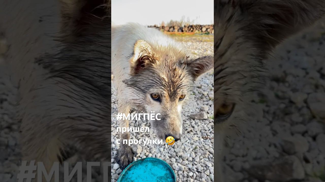 Миг вернулся с прогулки..