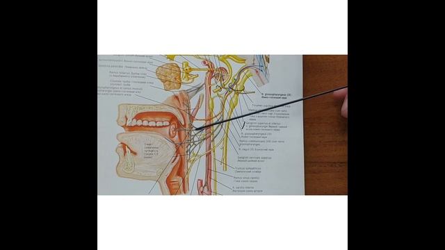 IX, XI, XII пары черепно-мозговых нервов