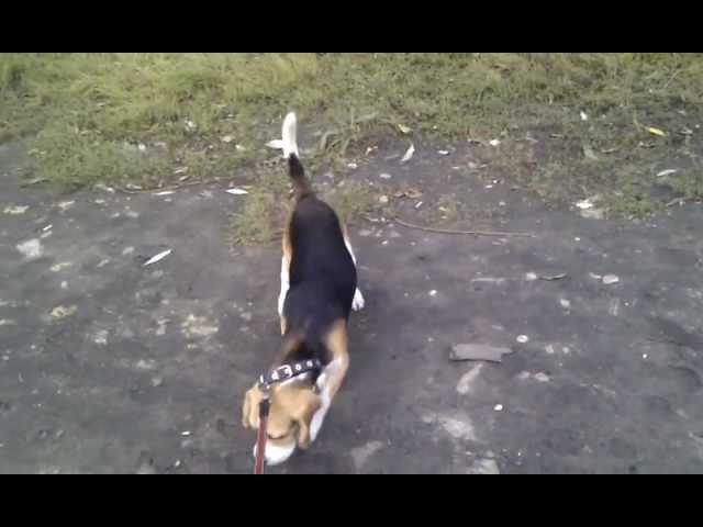 Кот атакует!