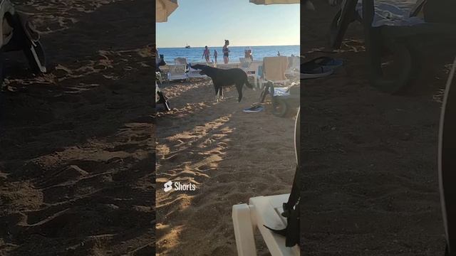 Турецкие семечки, как тюленьчики