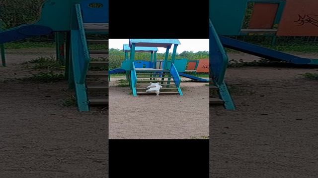 ПАВЛОВСКИЙ ПАРК ПАВЛОВСК ПРИРОДА ЛЕС ЛЕТО ВЕСНА ЗЕЛЕНЬ СВЕЖЕСТЬ