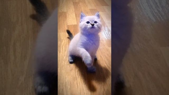 Мяу! Ой, какой я тут пухлый и смешной.?
#shorts #кокос #котики