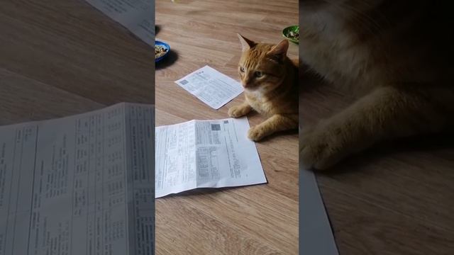 Томик.mp4