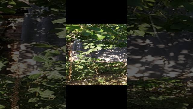 Отберите у него линейку, а то он соберёт себе машину времени в процессе эволюции...