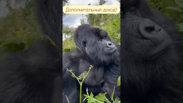 Искал? Нашёл!