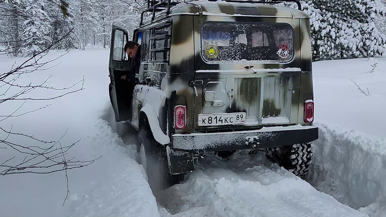 Выгуляли бобика